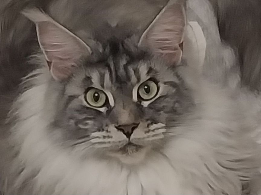 Мейн-кун бесплатно