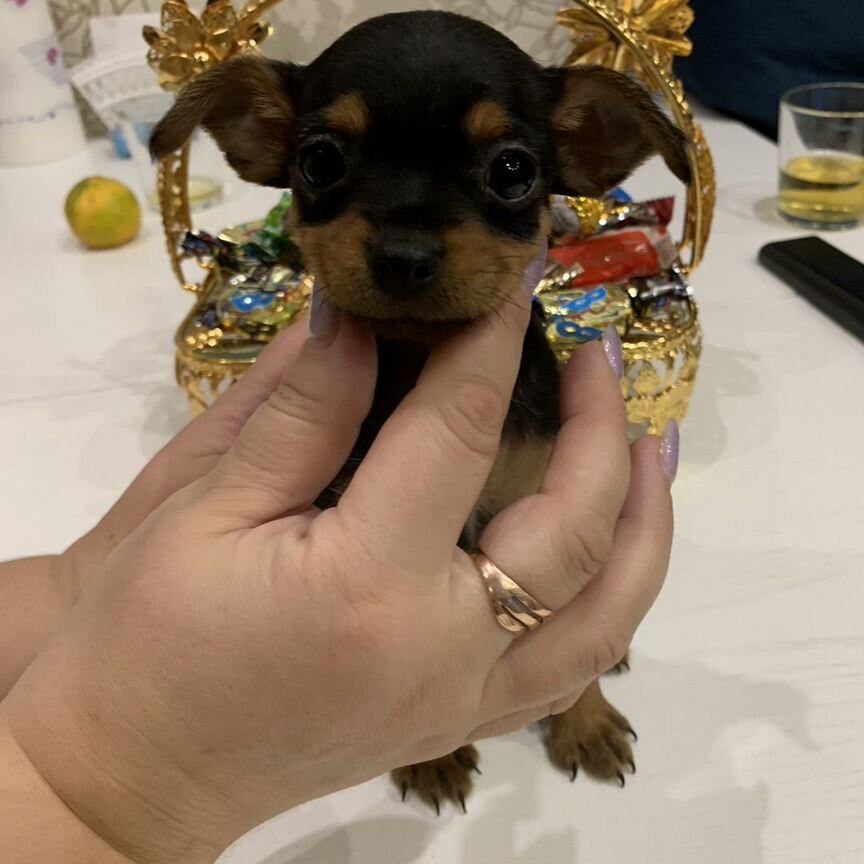 Йоркширский терьер