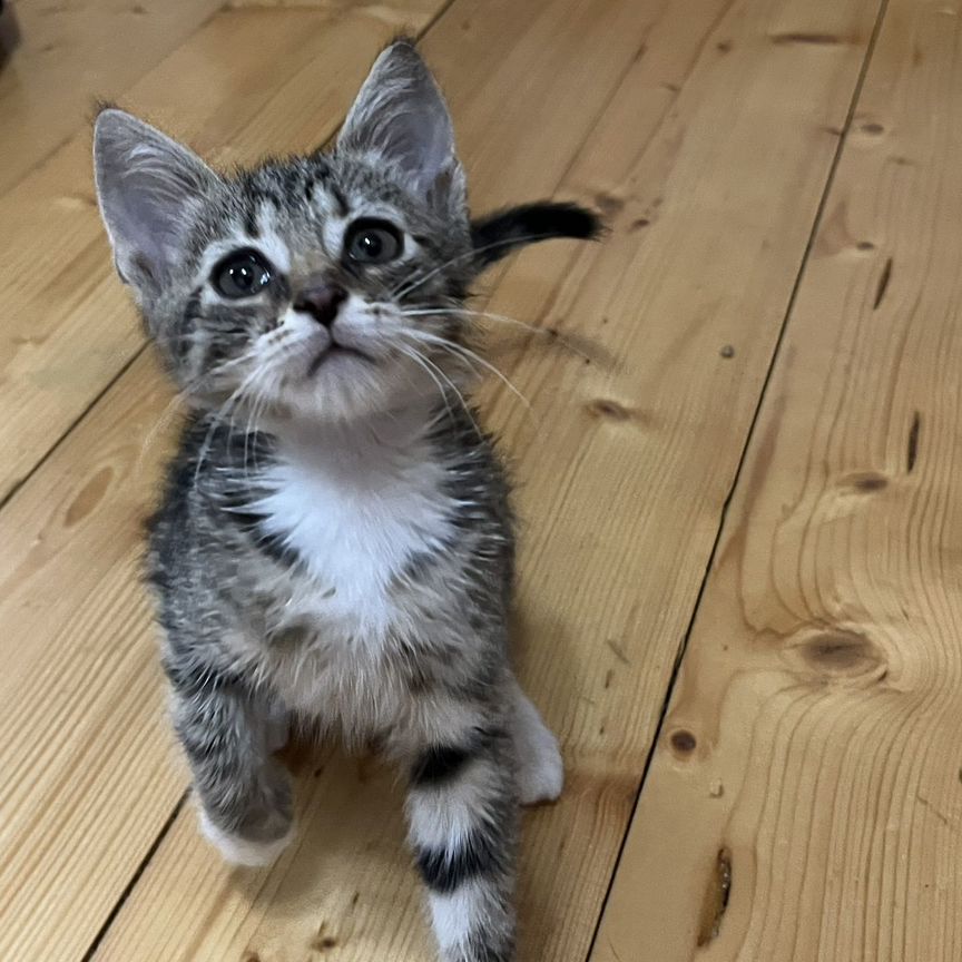 Котята