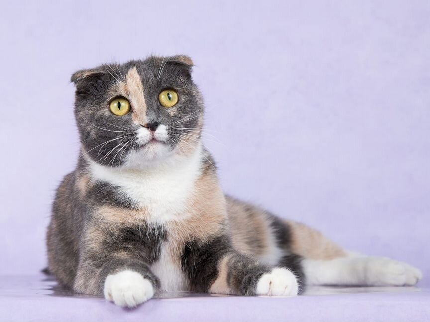 Чудесная Пенелопа в дар