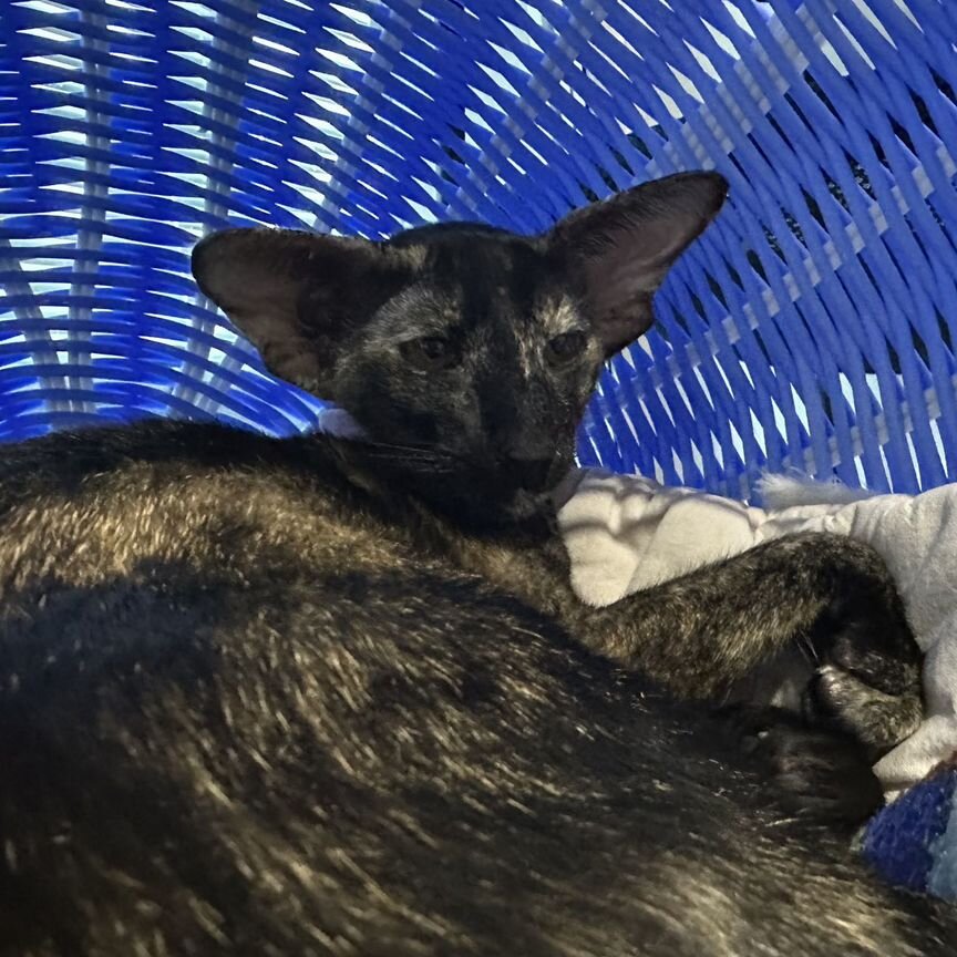 Ориентальный котёнок