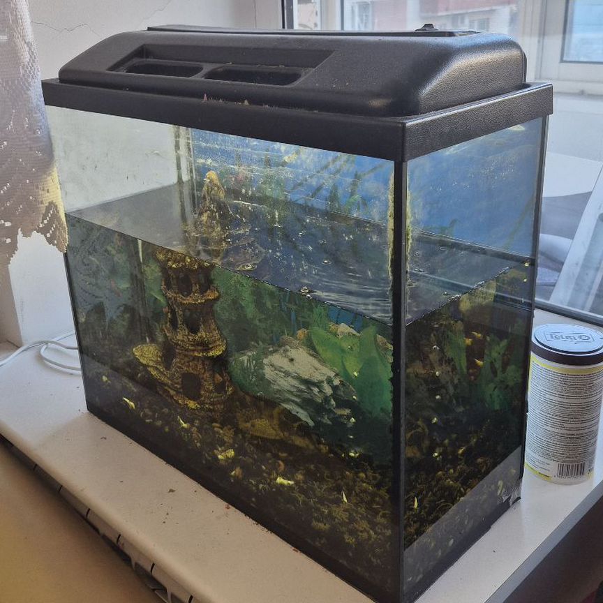 Аквариум с рыбкой