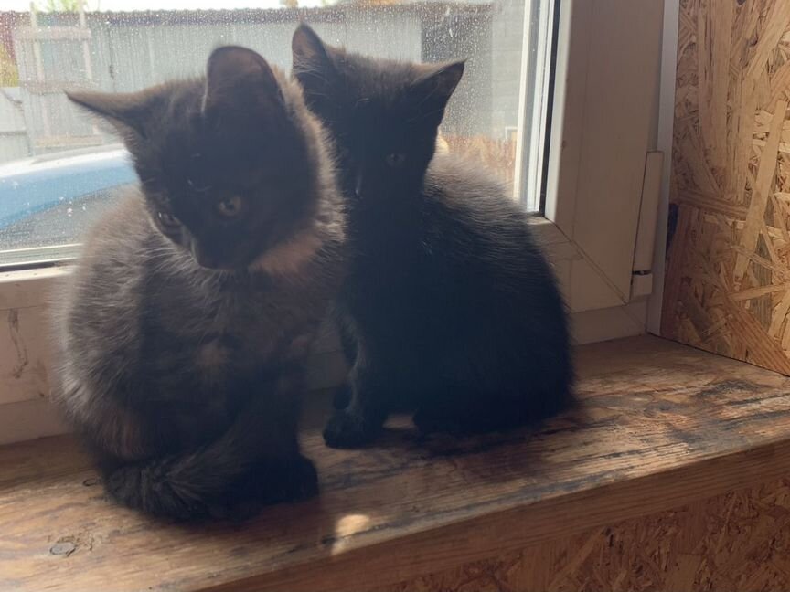 Котята