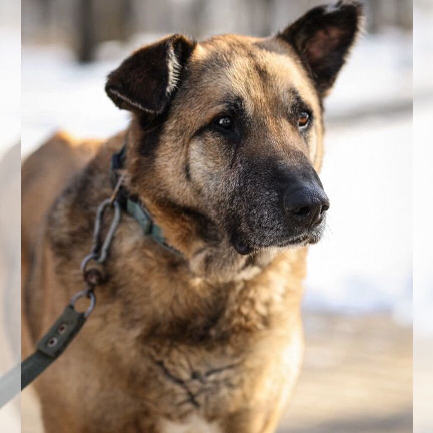 Взрослый пёс в добрые руки