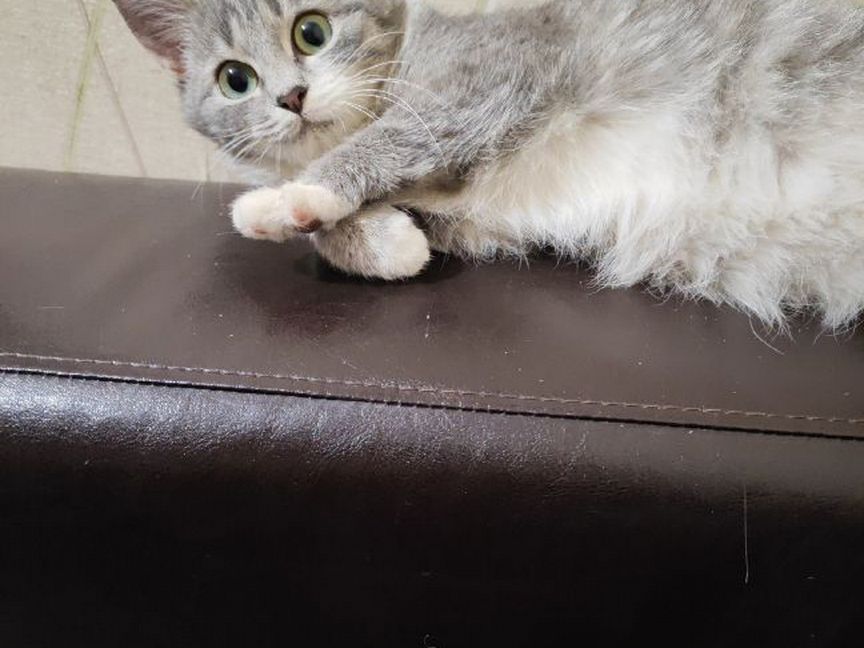 Котёнок кошка 4мес девочка