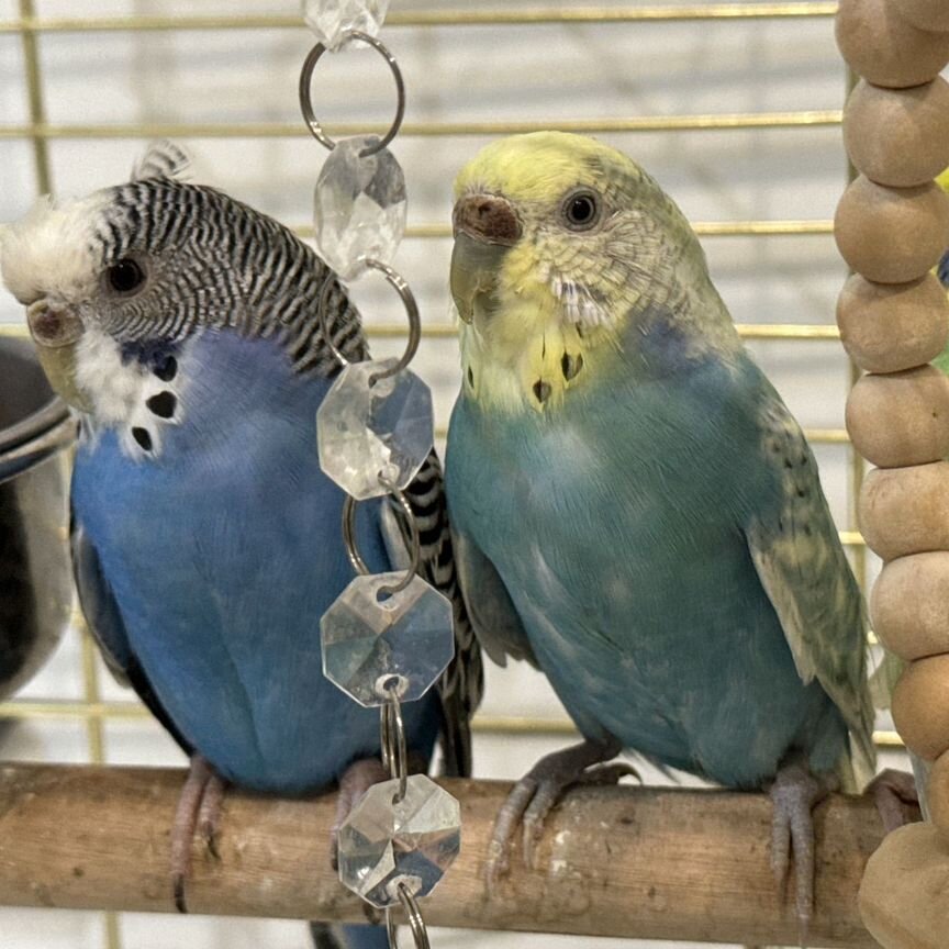 Волнистый попугай