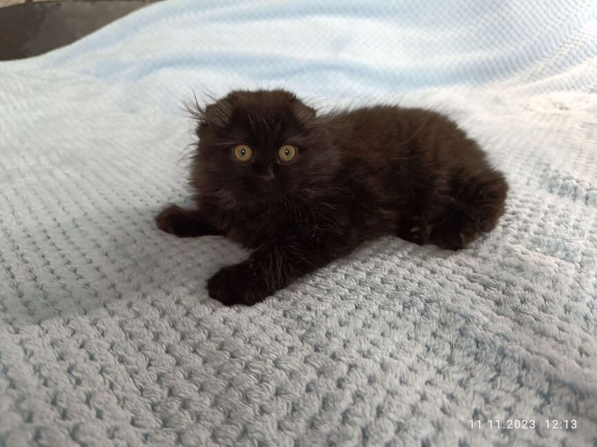 Шотландские котята