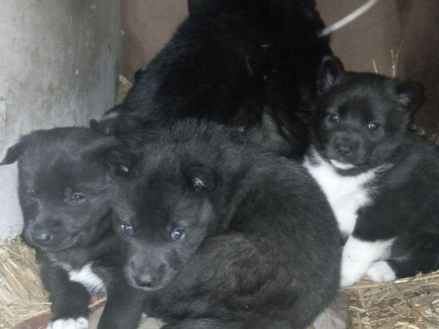 Собаки щенки рел