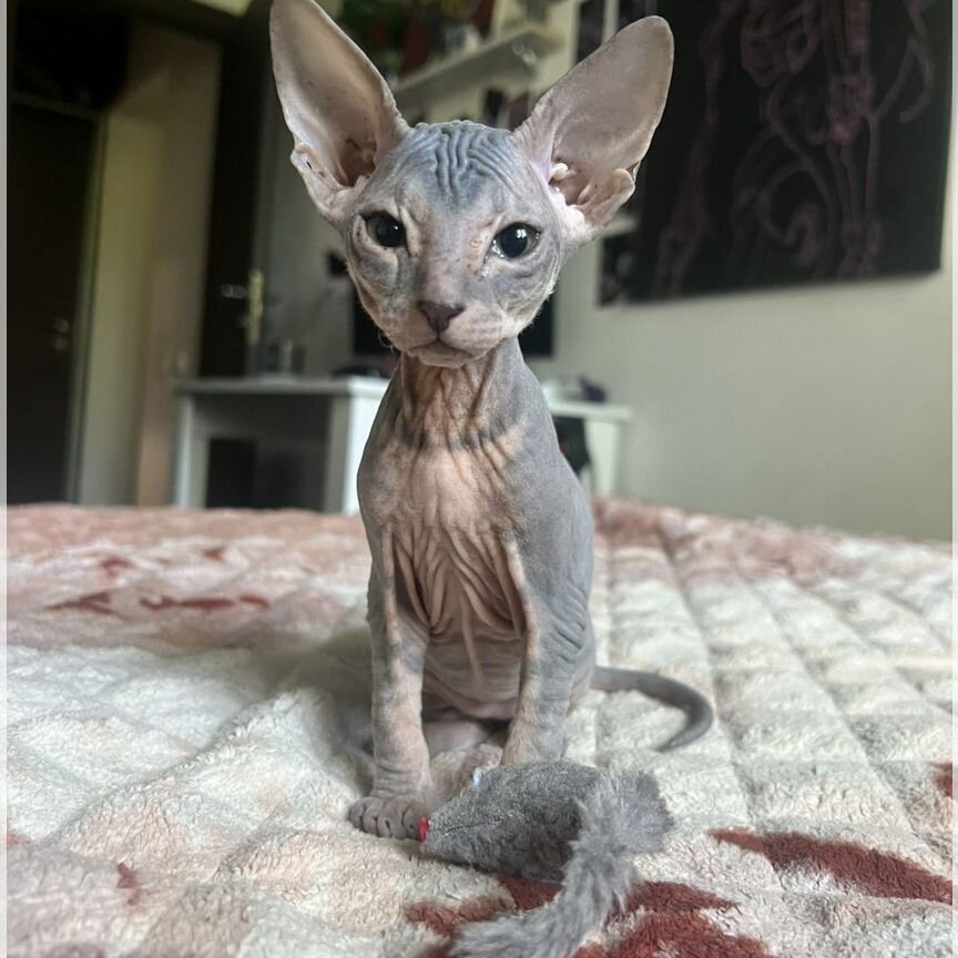 Канадский сфинкс котёнок
