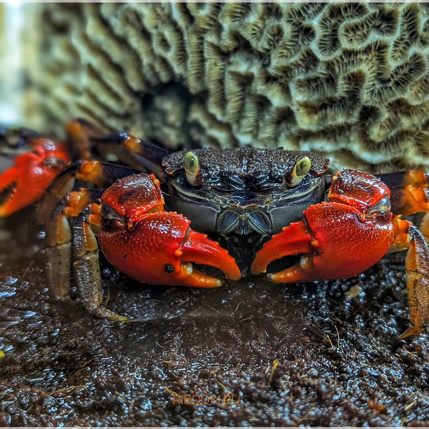 Краб красный паук - Neosarmatium smithi Red Spider