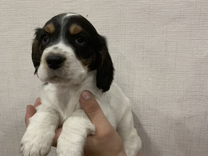 Русский спаниель