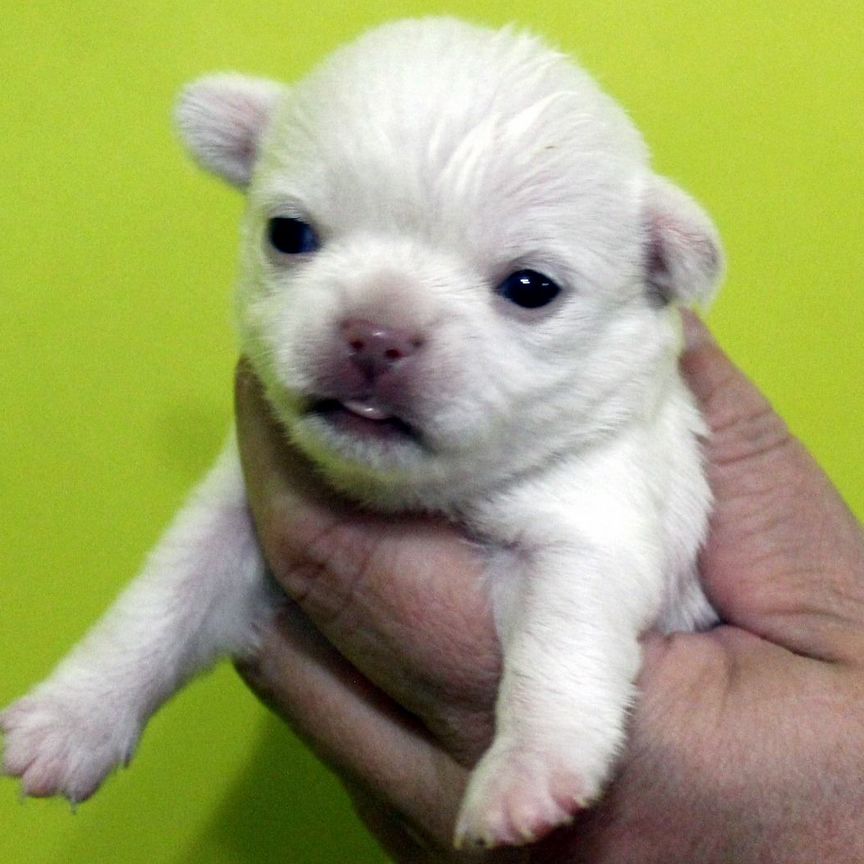 Мы самые красивые -5 братиков и2 сестренки