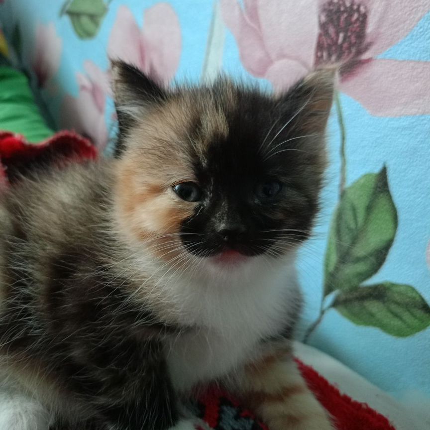 Трехшерстный котёнок
