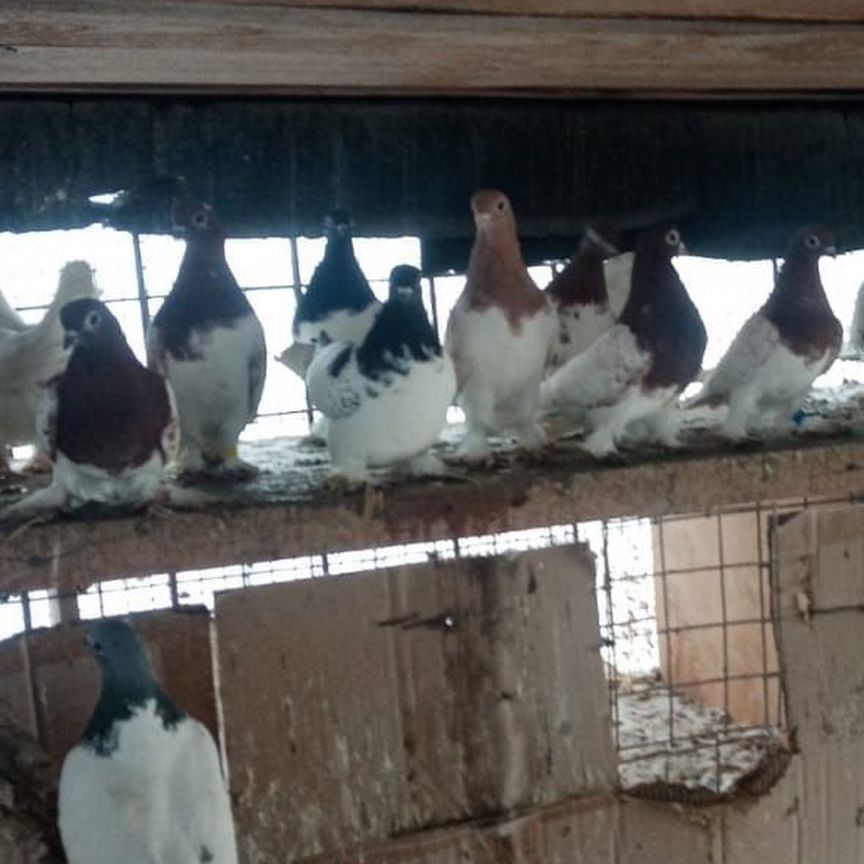 Голуби будапештские