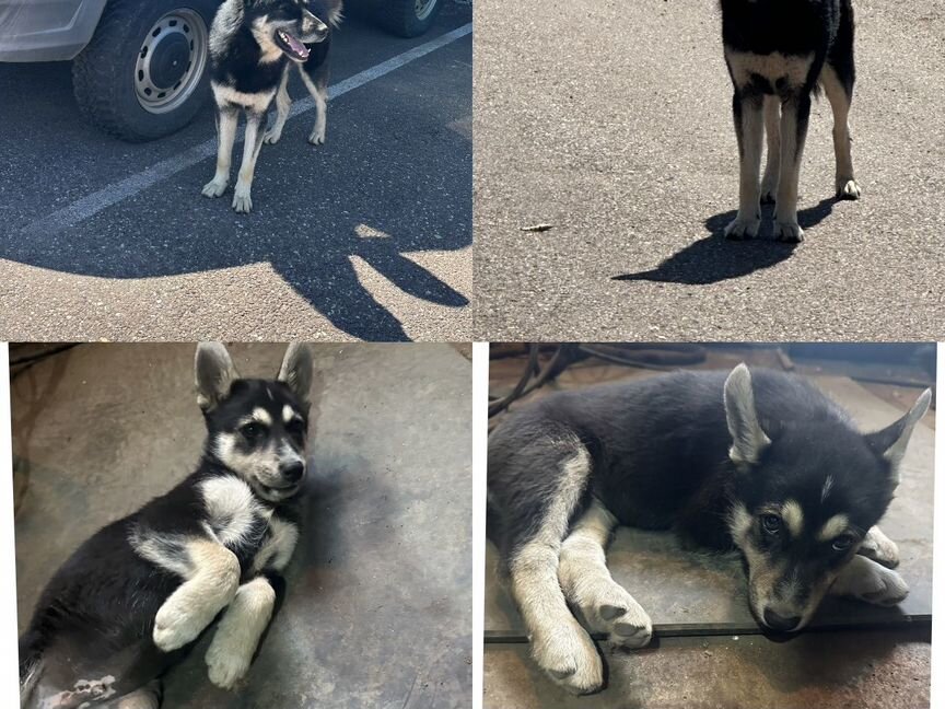 Щенки сибирской хаски помесь