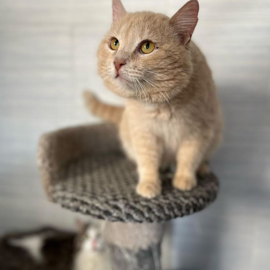 Кот Персик ласковый пухляш