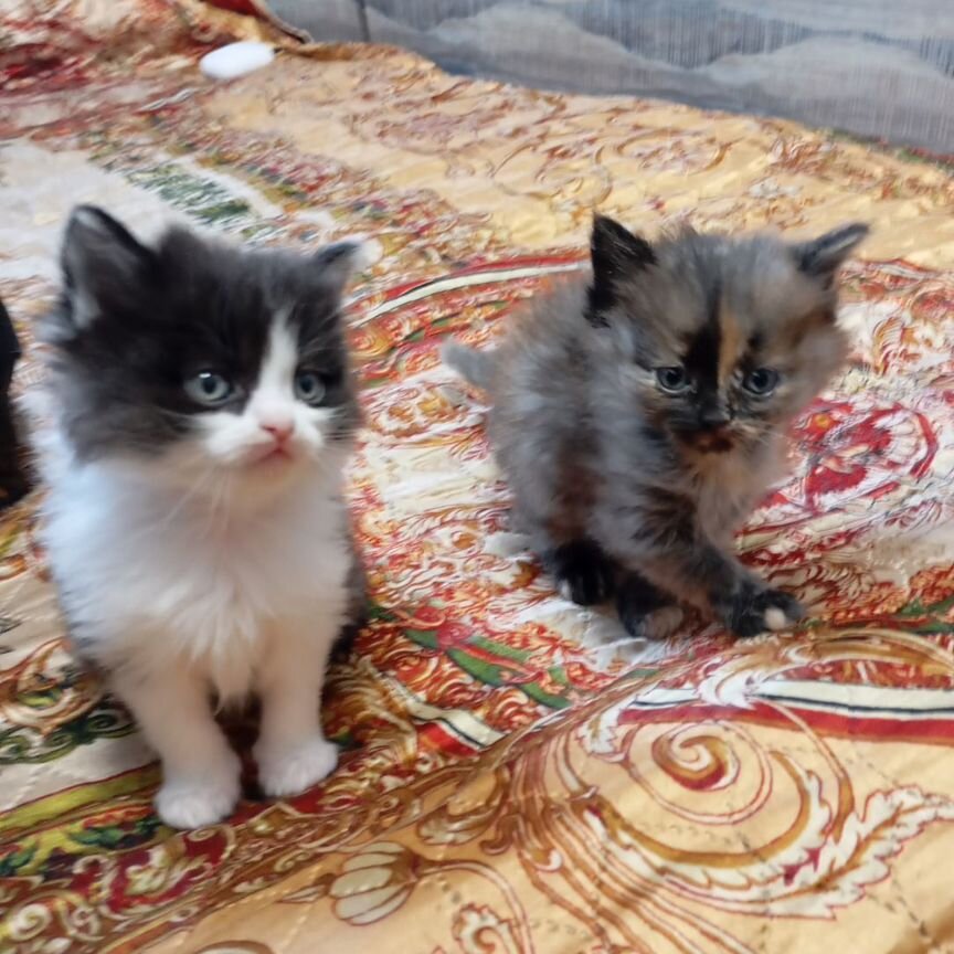 Котятки бесплатно