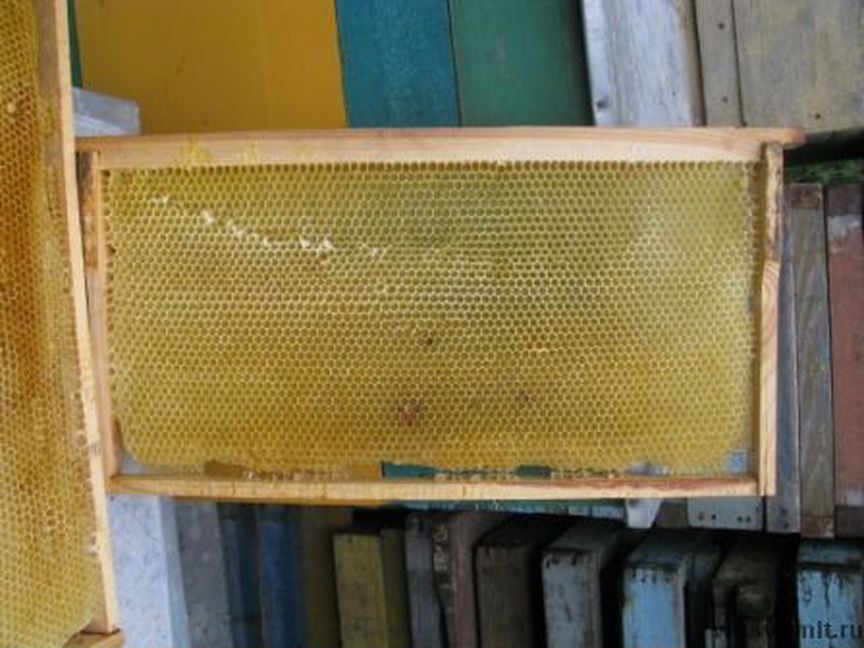 Сушь рутовская