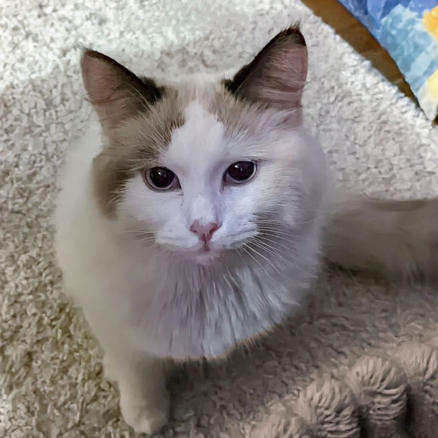 Молодая кошечка