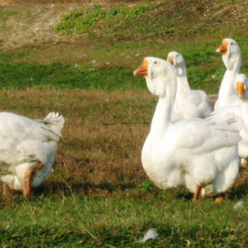 Яйцо холмогорских гусей и семья на племя