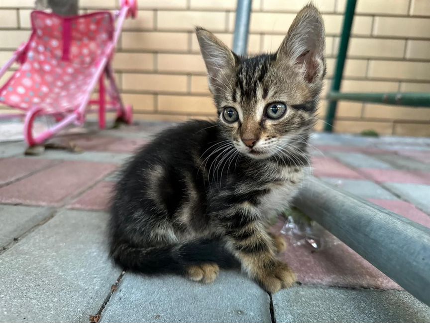 Котята бесплатно