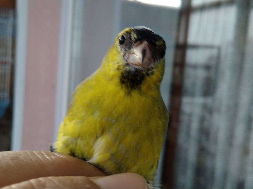 Чиж,щегол и др.певчая птица