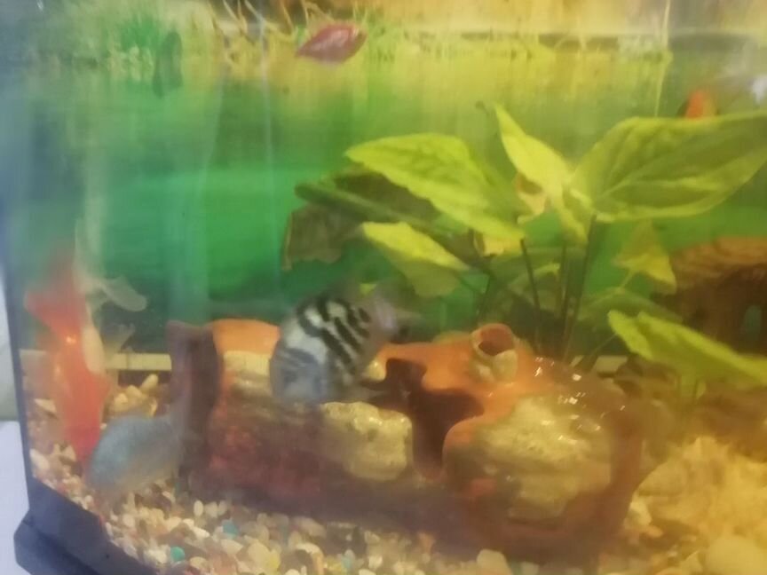 Аквариумные рыбки