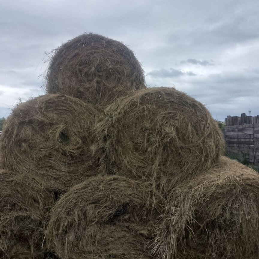Сено в рулонах