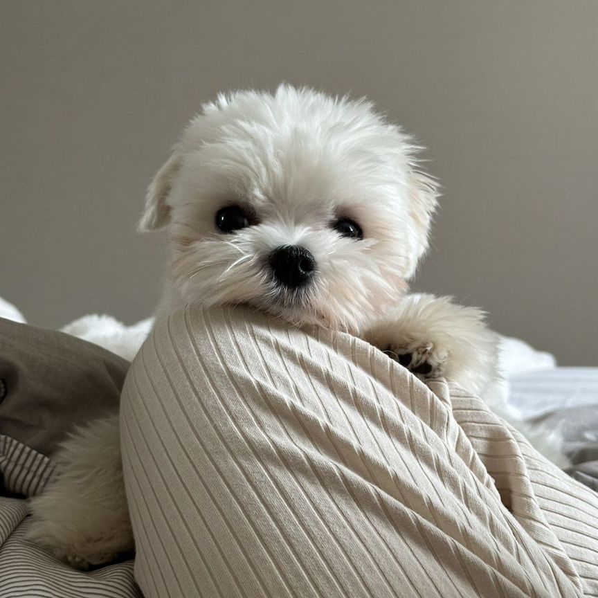 Ищу девочку для вязки с мальтезе