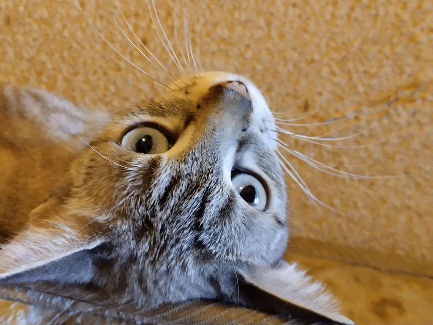 Британская с Девон Рексом