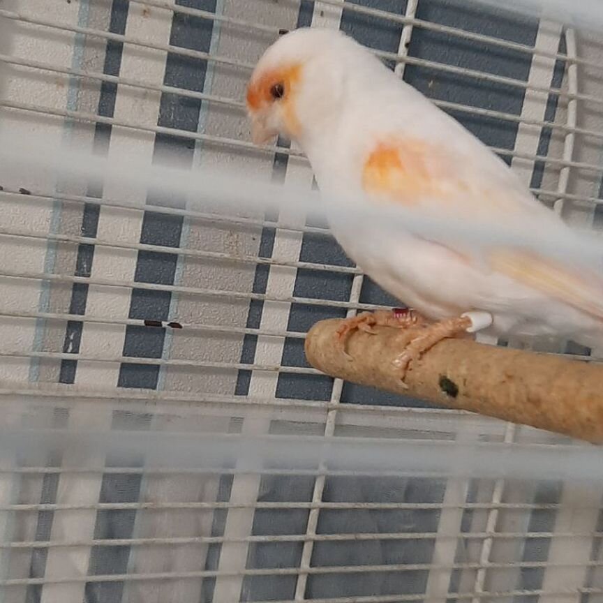 Продаю пару красной мозайки не крашенний