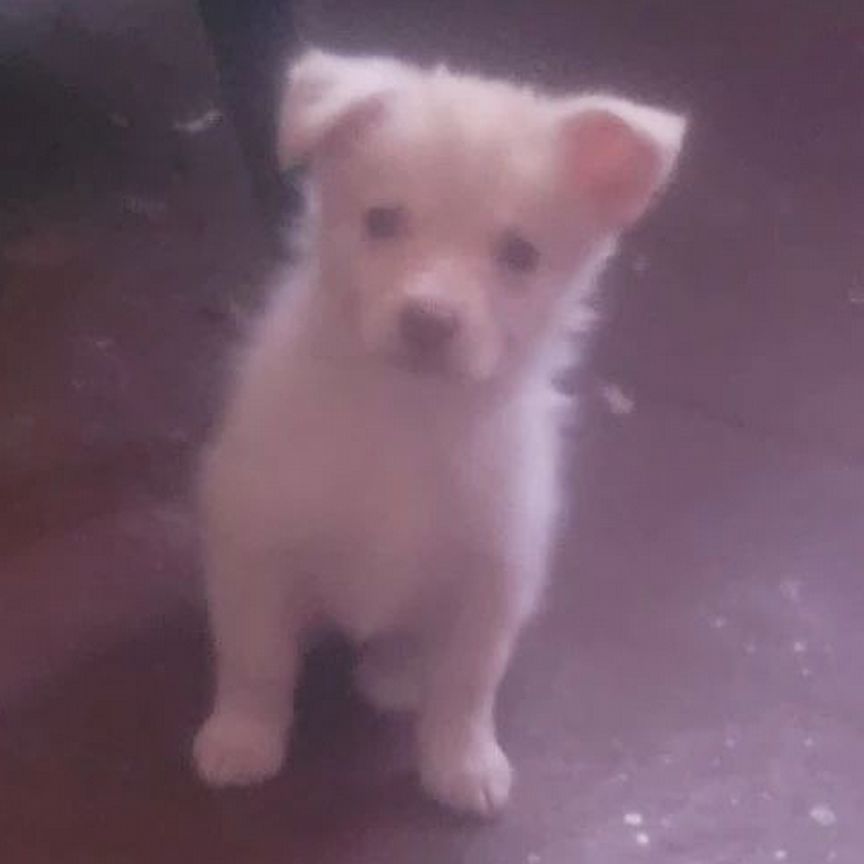 Щенок в добрые руки