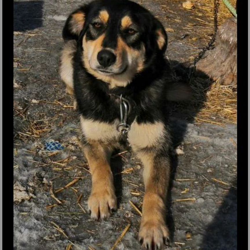 Взрослая собака в добрые руки