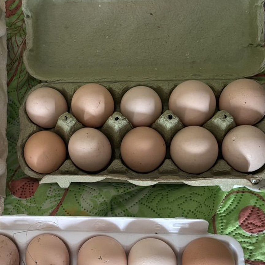 Домашние куриные яйца