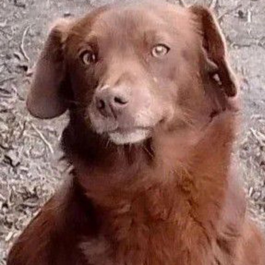 Взрослая собака в добрые руки