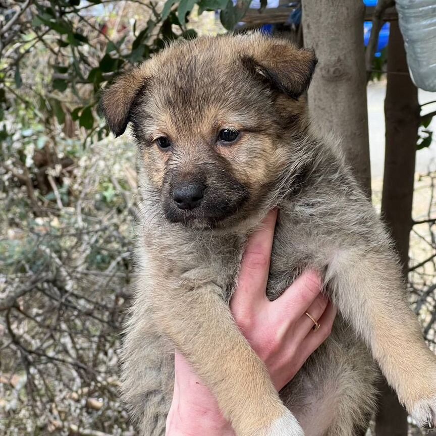 Щеночки бутузы в доюрые руки