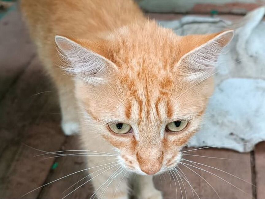 Кошечки в добрые руки