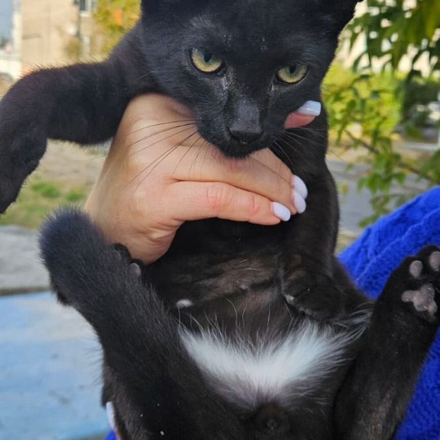 Выкинули дачники Котенок 4,5 месяца
