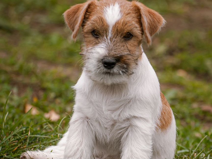 Шикарный мальчик Джек рассел