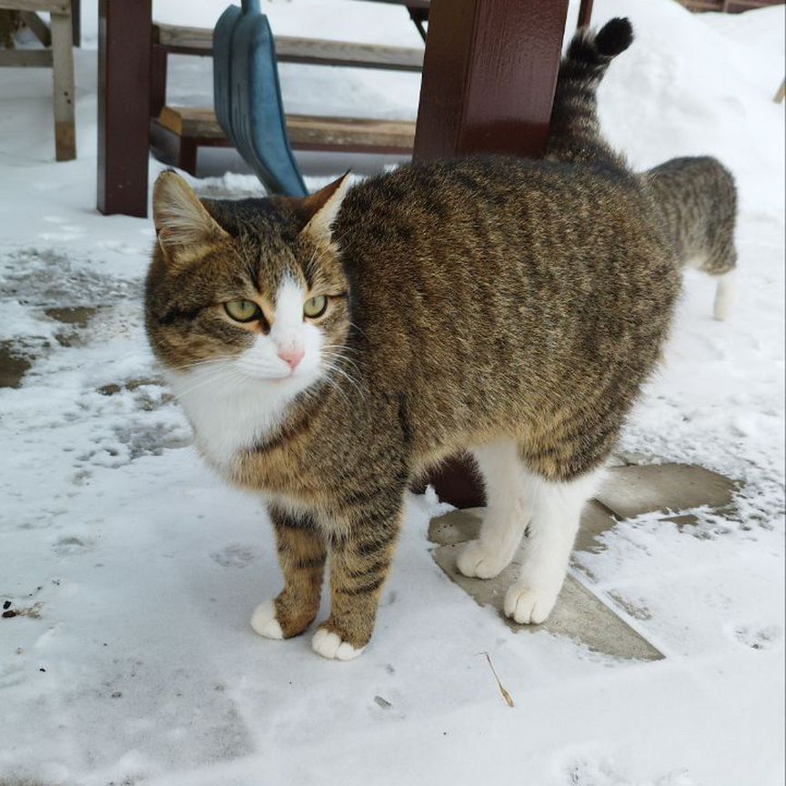 Кошечка и котенок в добрые руки