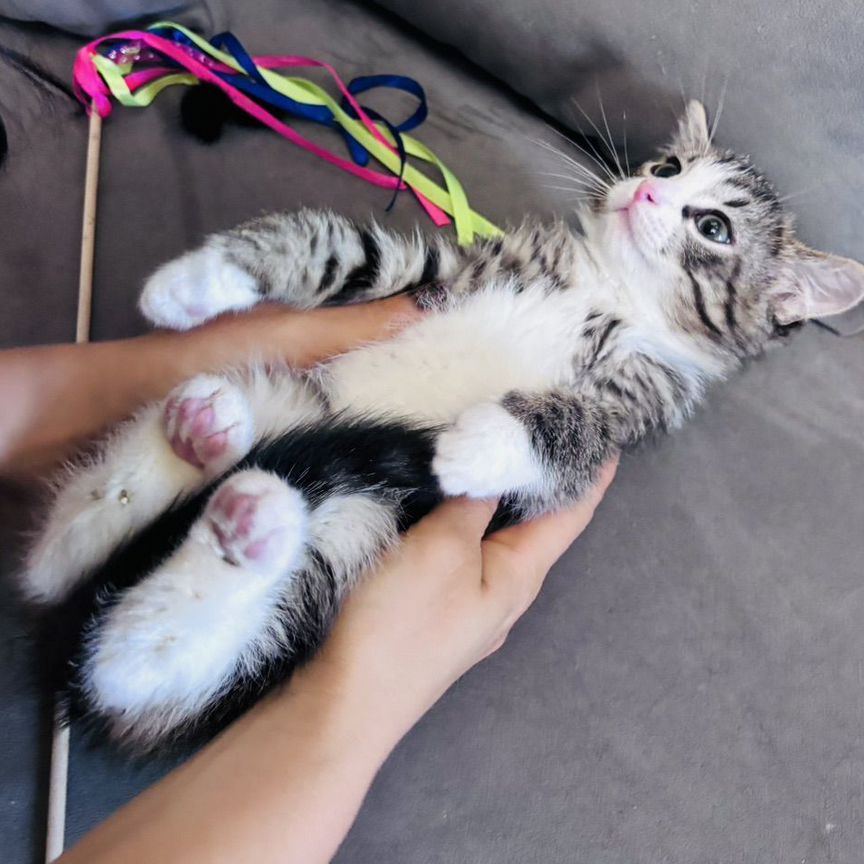 Европейский короткошёрстный котёнок