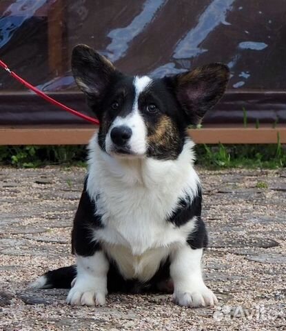 Шикарный мальчик Вельш корги Кардиган