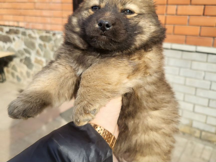 Щенок