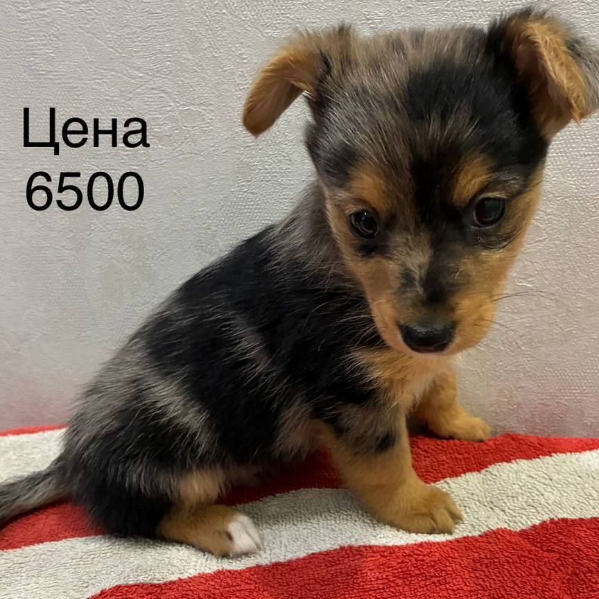 Немецкий шпиц, щенок