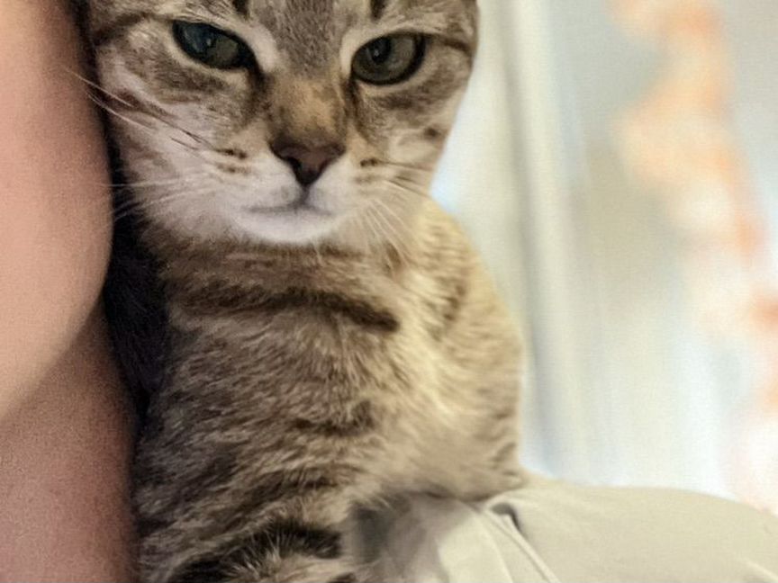 Кошка домашняя, 8 месяцев, все прививки, паспорт
