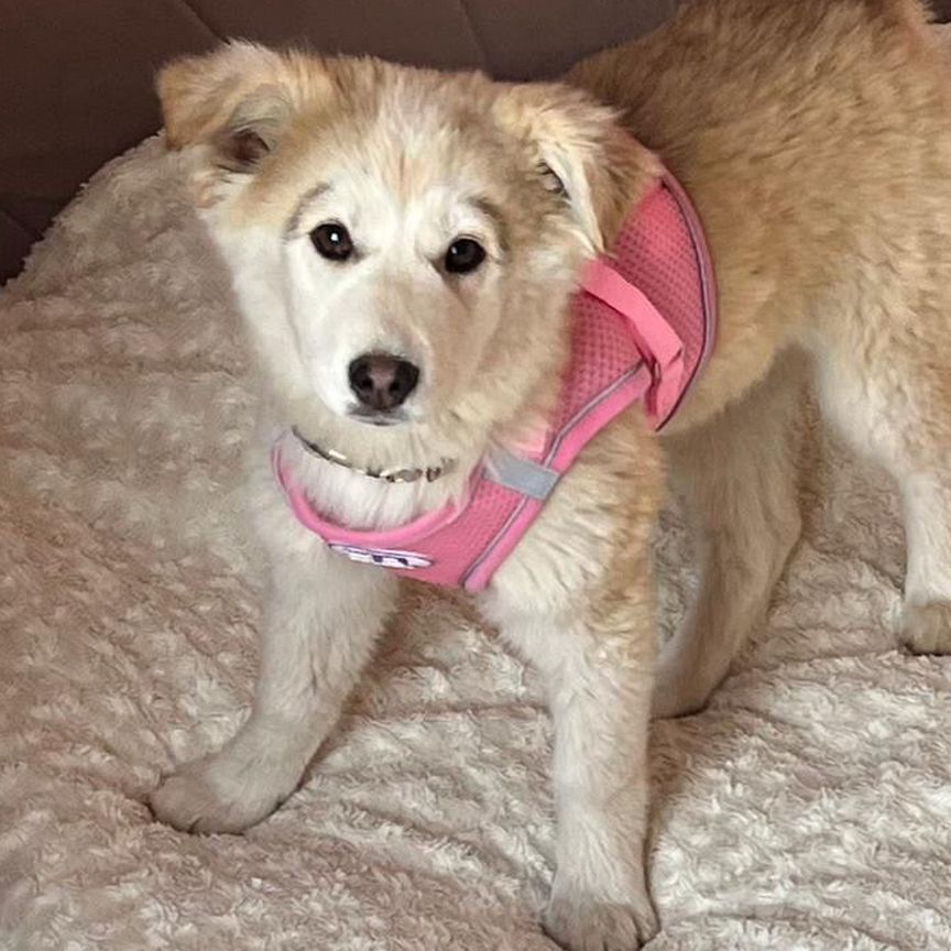 Щенок в добрые руки