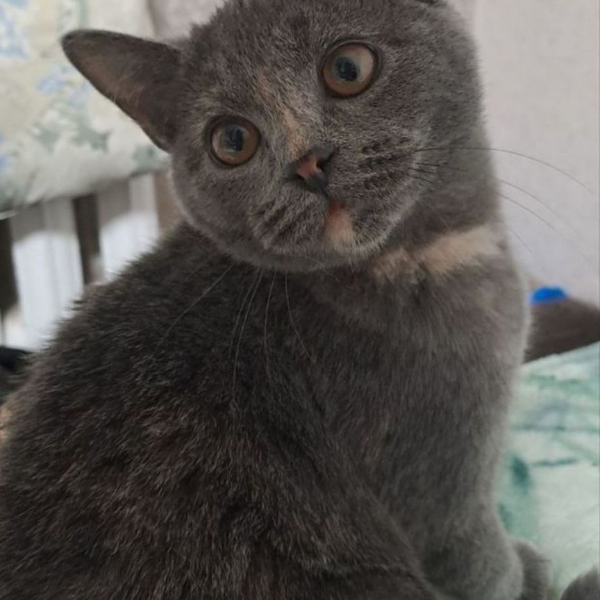 Котёнок в очень добрые руки