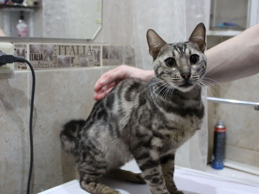 Бенгальская кошка