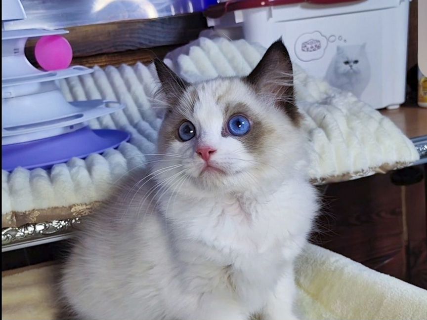 Рэгдолл, элита, лучшие породные линии