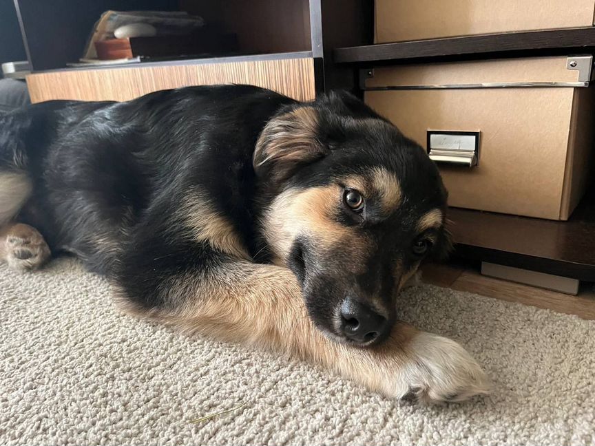 Собака в добрые руки